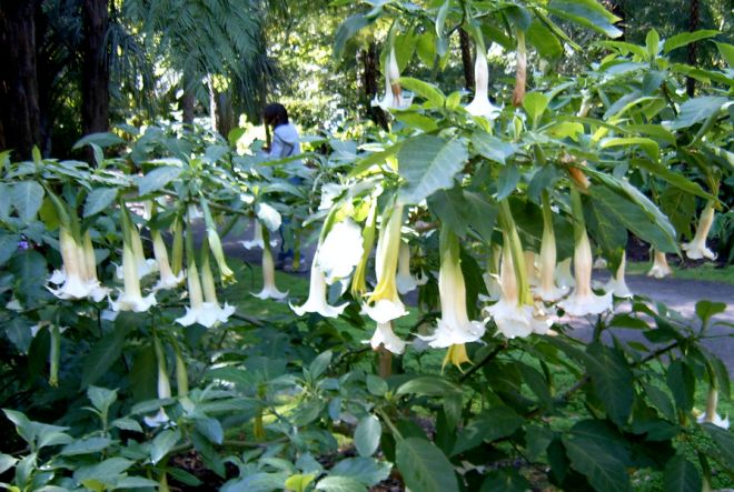 floripondio | Entretantomagazine