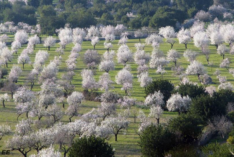 El árbol, el fruto y la cocina – El almendro y las almendras ...